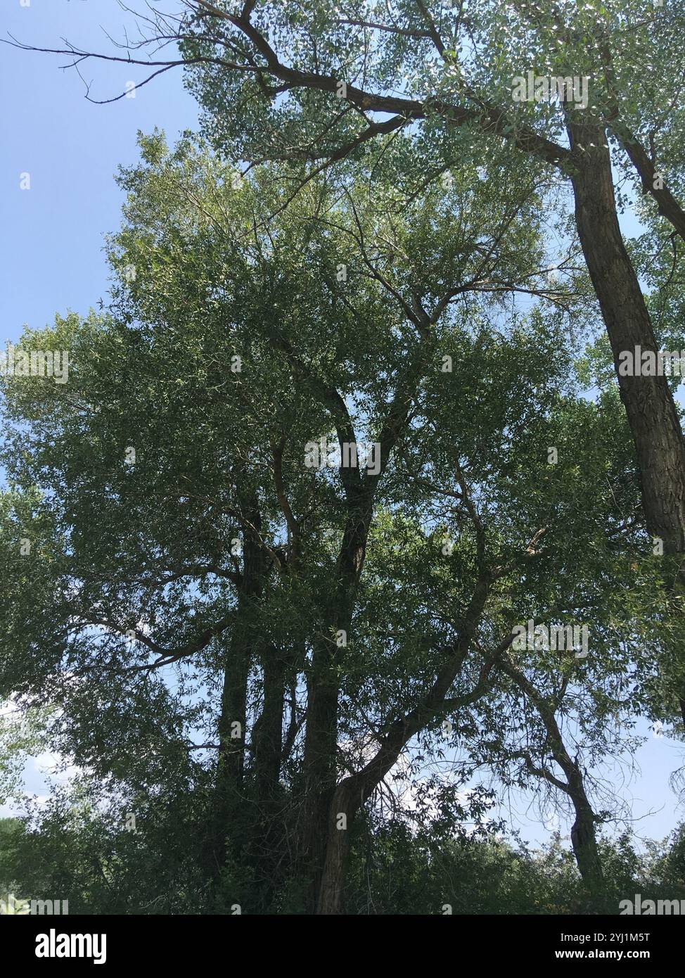 Fremont Cottonwood (Populus fremontii Stock Photo - Alamy