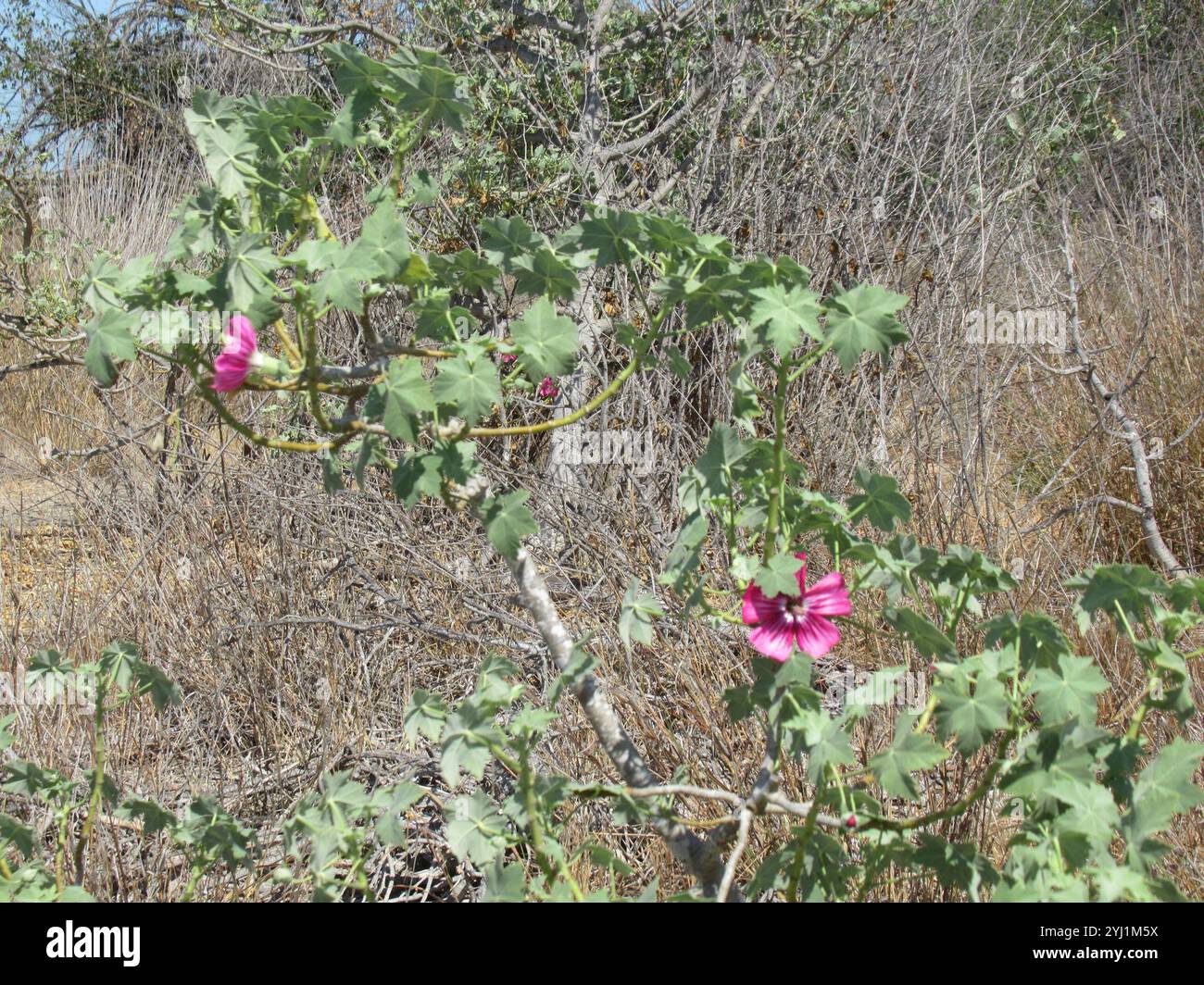 Island Mallow (Malva assurgentiflora Stock Photo - Alamy