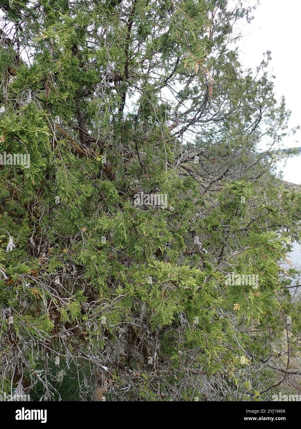Seaside Juniper (Juniperus maritima Stock Photo - Alamy