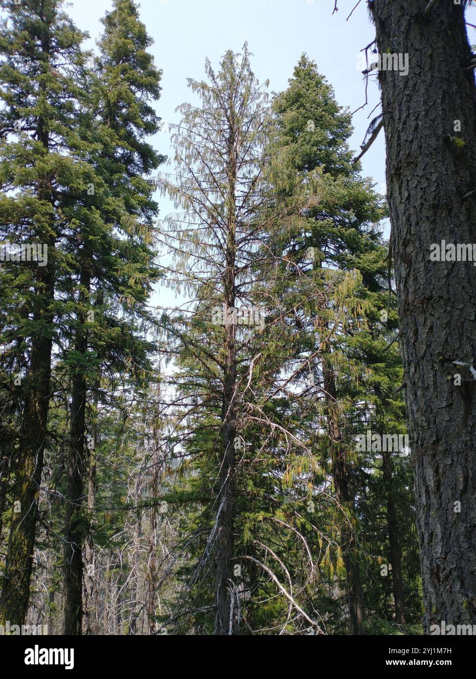Alaska yellow cedar (Callitropsis nootkatensis Stock Photo - Alamy
