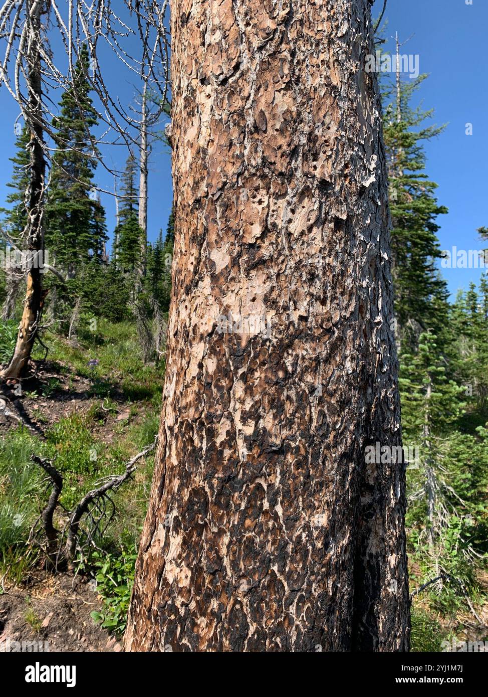 subalpine larch (Larix lyallii Stock Photo - Alamy