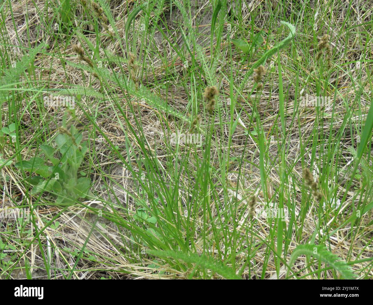 true sedges (Carex Stock Photo - Alamy