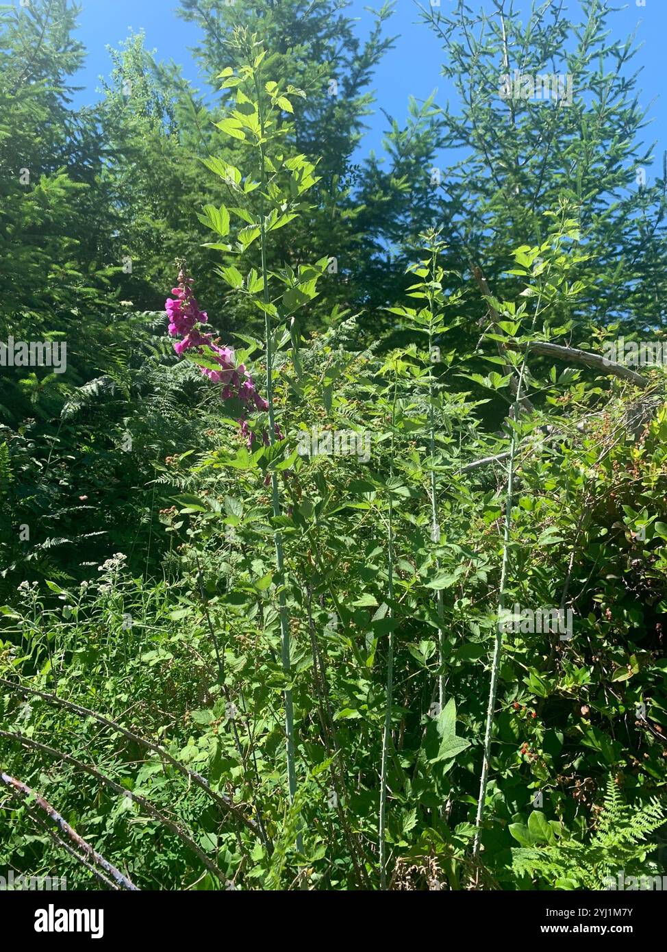 whitebark raspberry (Rubus leucodermis Stock Photo - Alamy