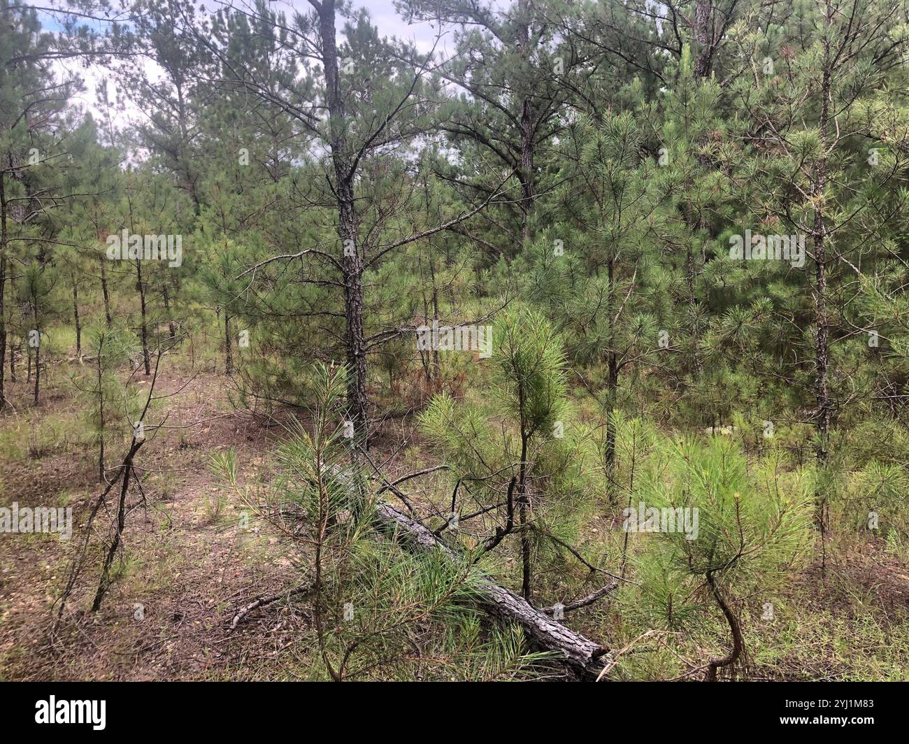 shortleaf pine (Pinus echinata Stock Photo - Alamy