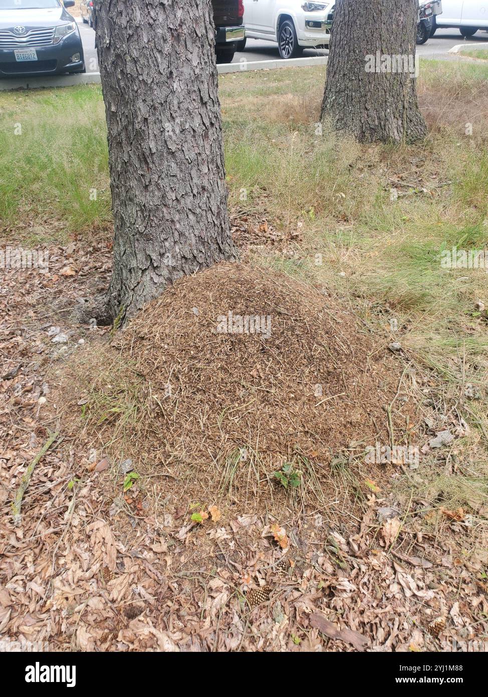 Western Thatching Ant (Formica obscuripes Stock Photo - Alamy
