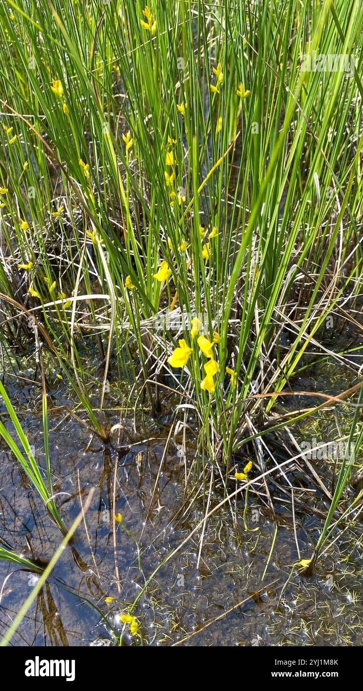 Horned Bladderwort (Utricularia cornuta Stock Photo - Alamy