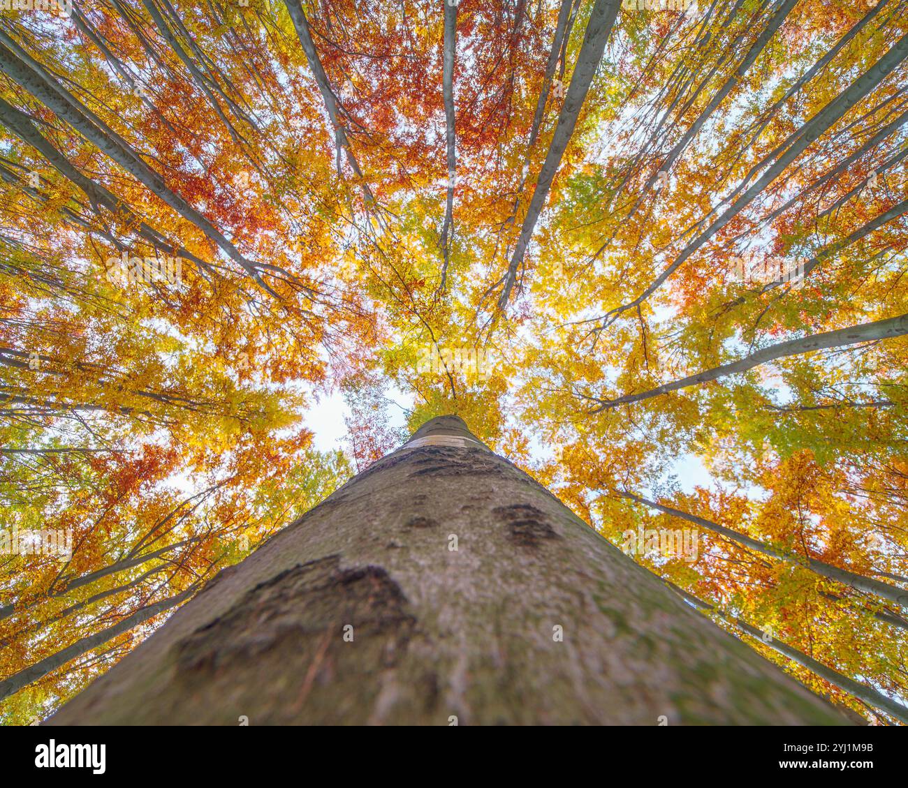 Tall trees create natural canopy hi-res stock photography and images ...