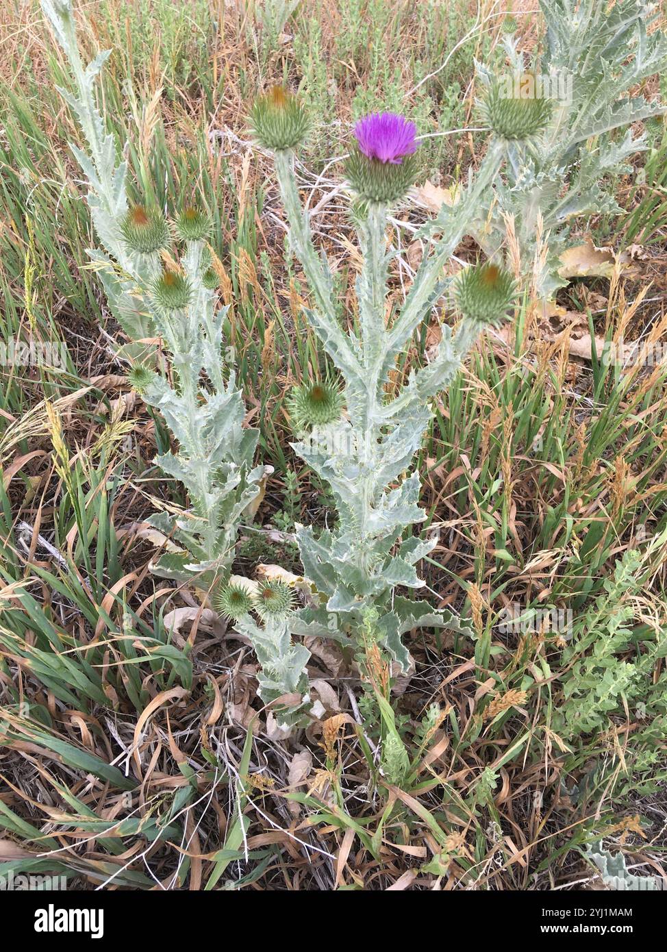 cotton thistle (Onopordum acanthium Stock Photo - Alamy