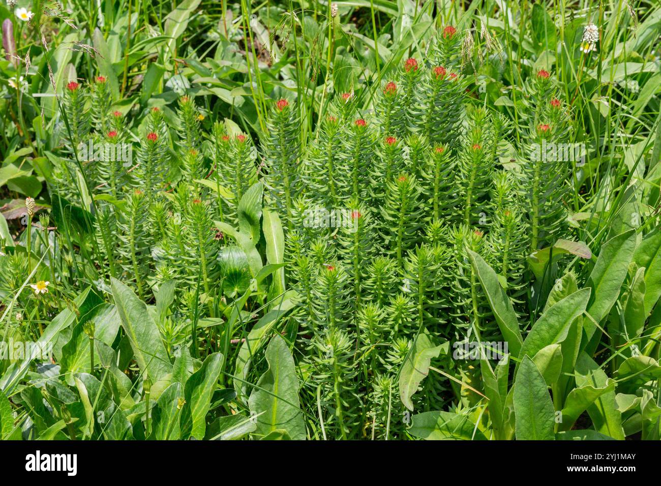 Queen's Crown (Rhodiola rhodantha Stock Photo - Alamy