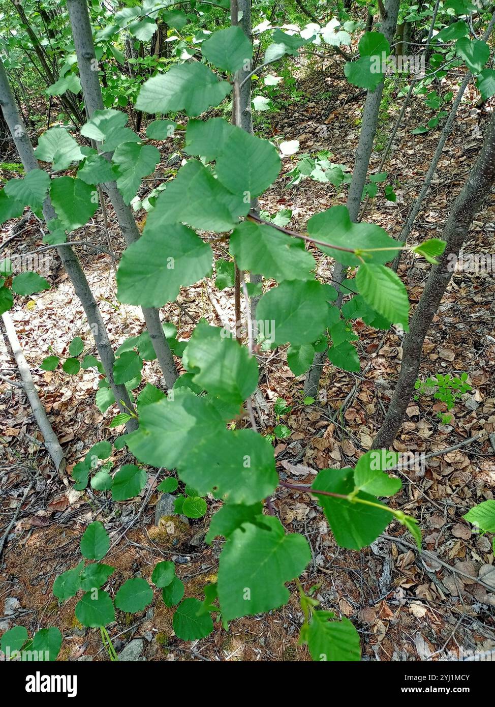 siberian alder (Alnus alnobetula fruticosa Stock Photo - Alamy