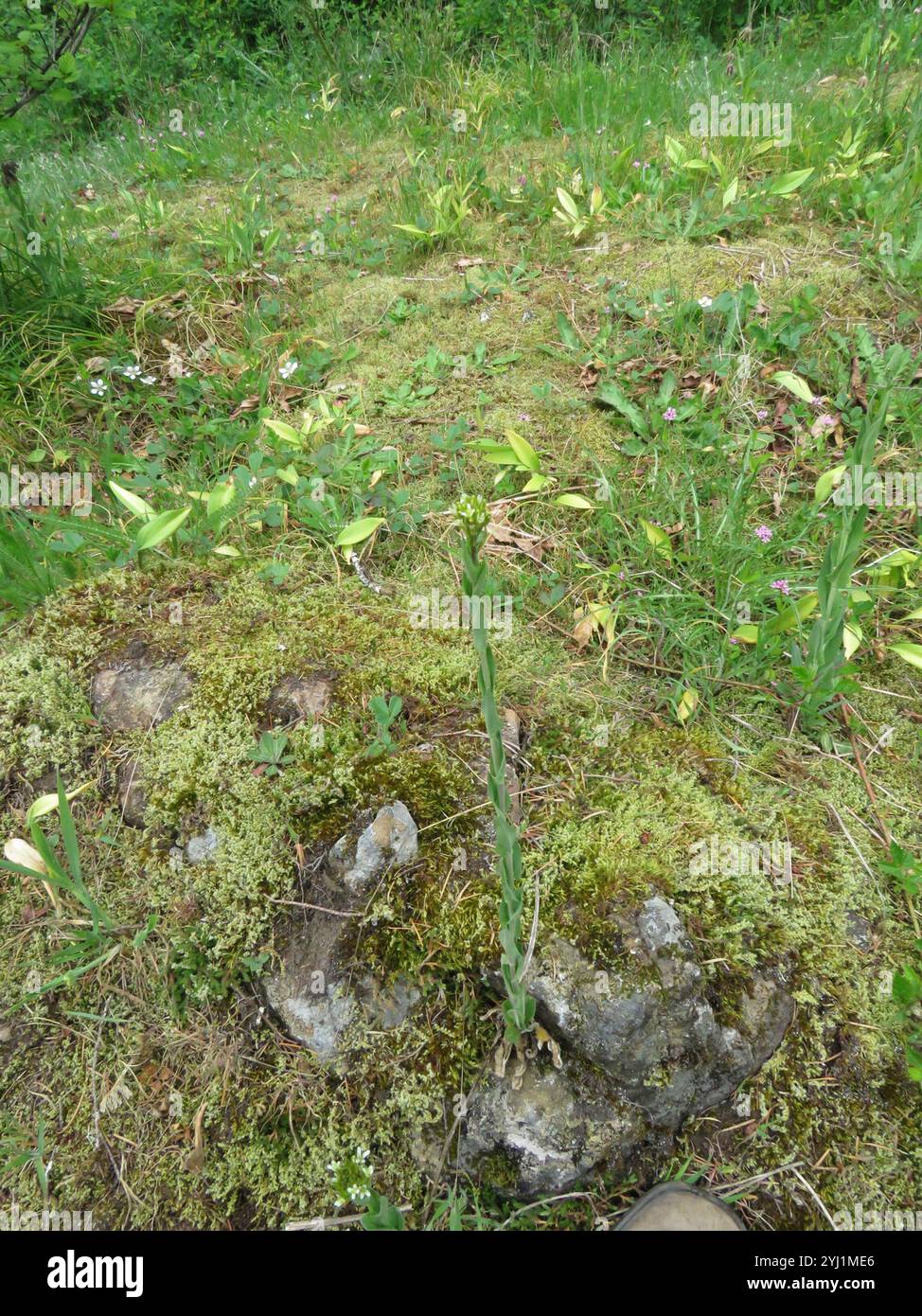 Tower Mustard (Turritis glabra Stock Photo - Alamy