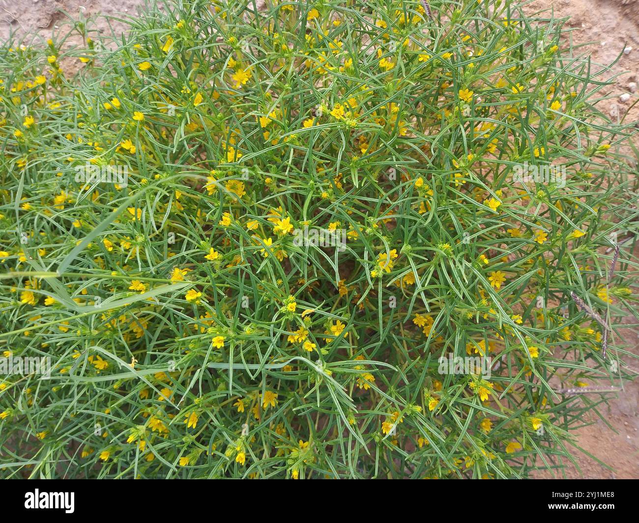 Chinchweed (Pectis papposa Stock Photo - Alamy