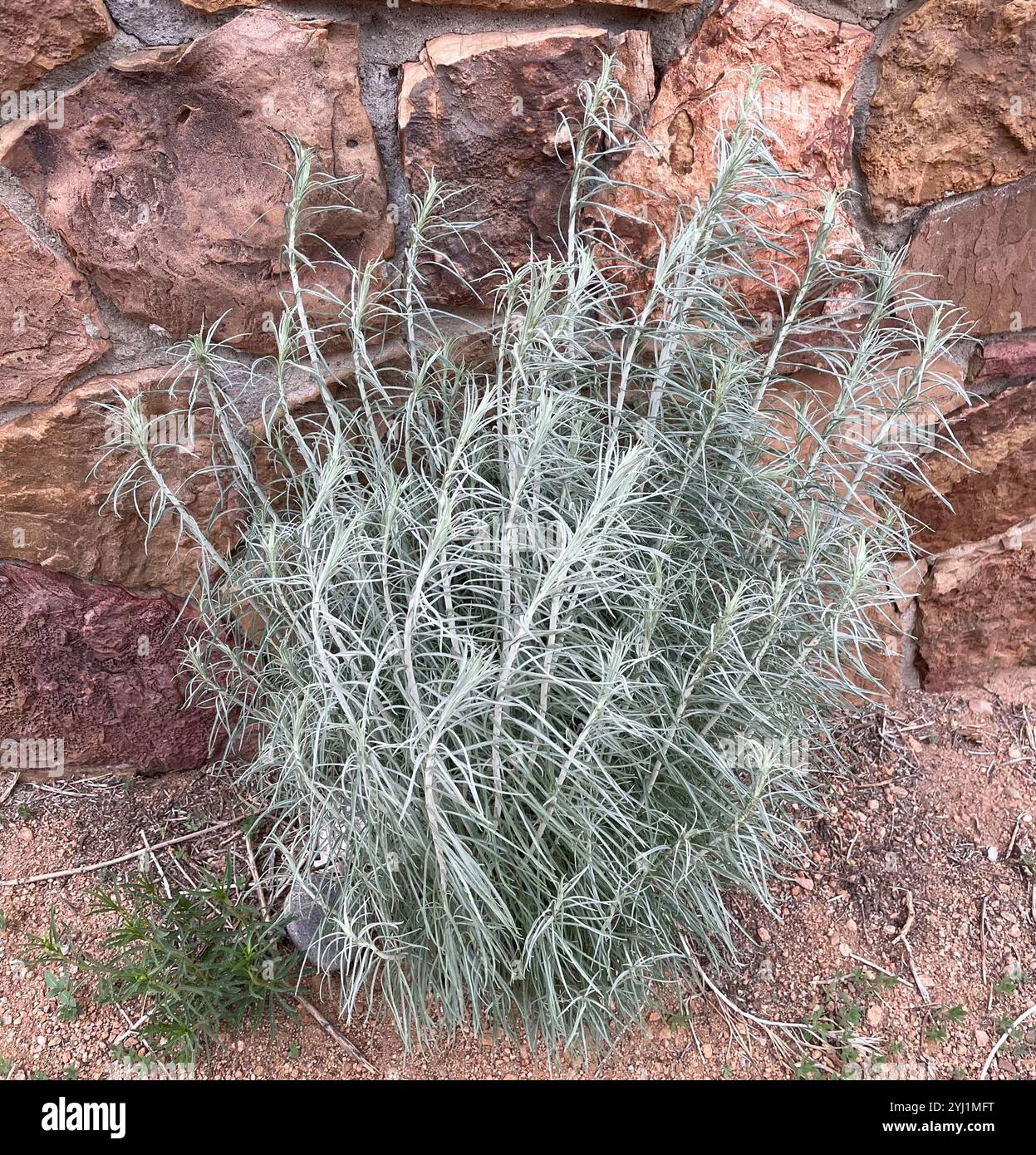 Rubber Rabbitbrush (Ericameria nauseosa Stock Photo - Alamy