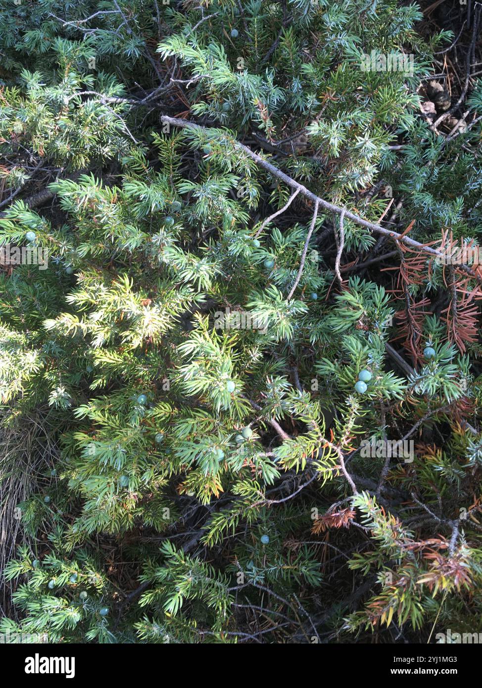 common juniper (Juniperus communis Stock Photo - Alamy