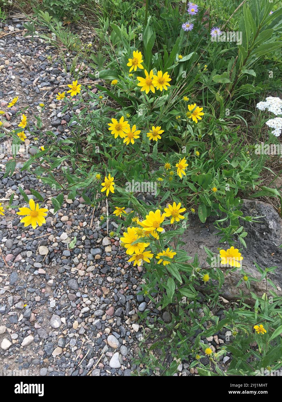 Showy goldeneye hi-res stock photography and images - Alamy