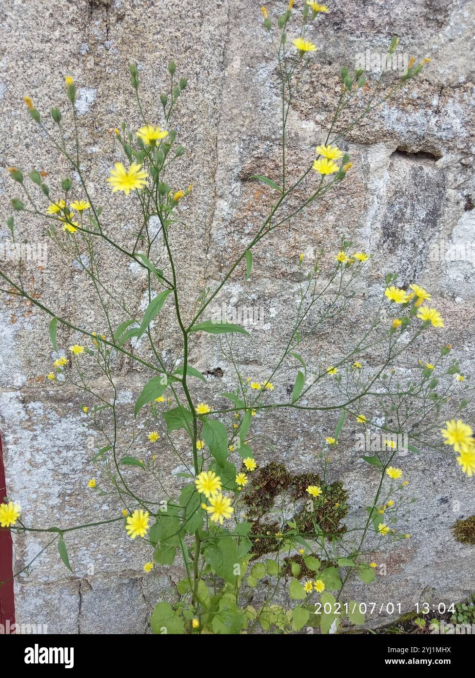 nipplewort (Lapsana communis Stock Photo - Alamy