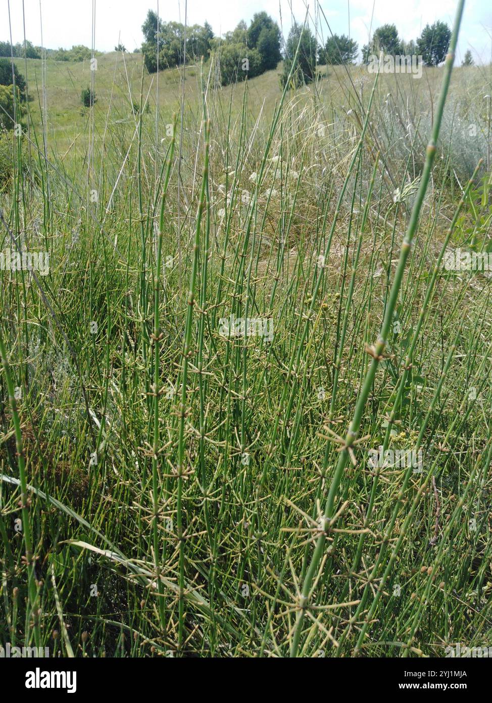 Branched Horsetail (Equisetum ramosissimum Stock Photo - Alamy