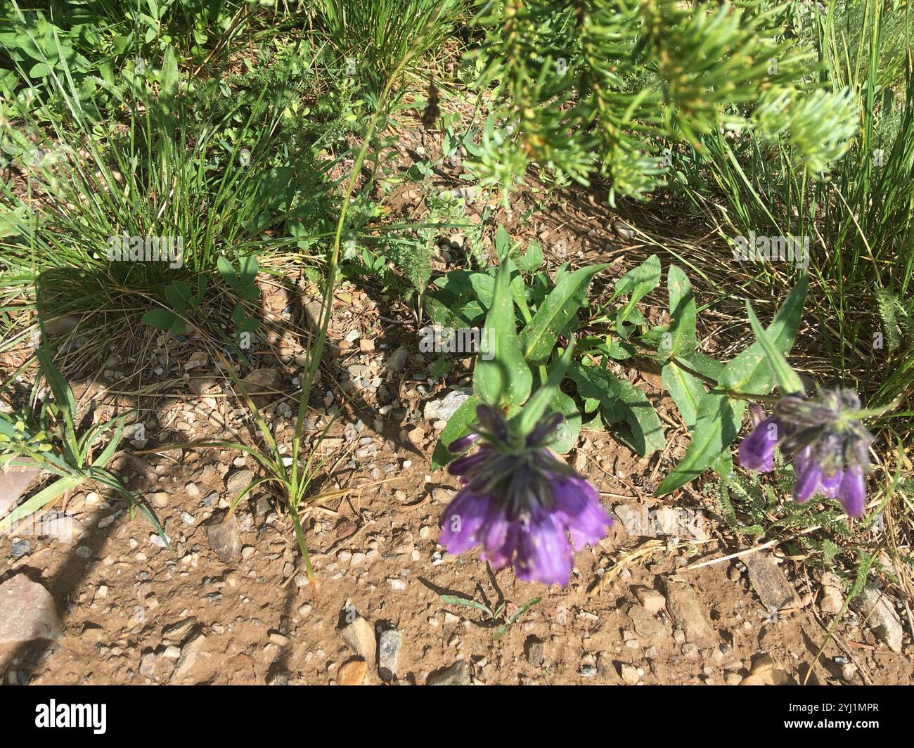 Whipple's penstemon (Penstemon whippleanus Stock Photo - Alamy