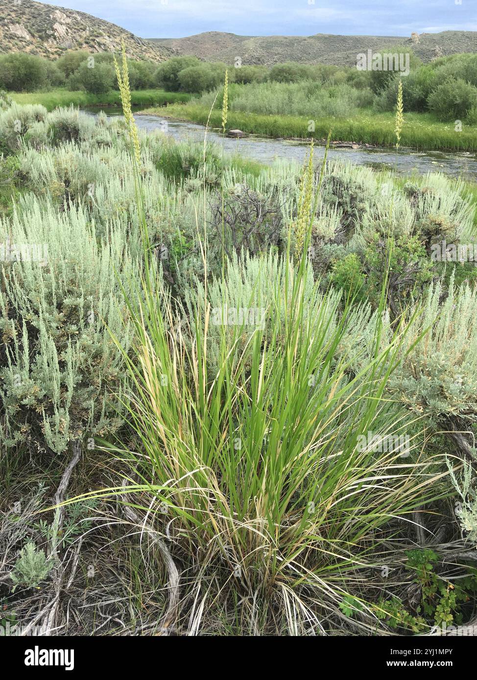 Leymus cinereus hi-res stock photography and images - Alamy
