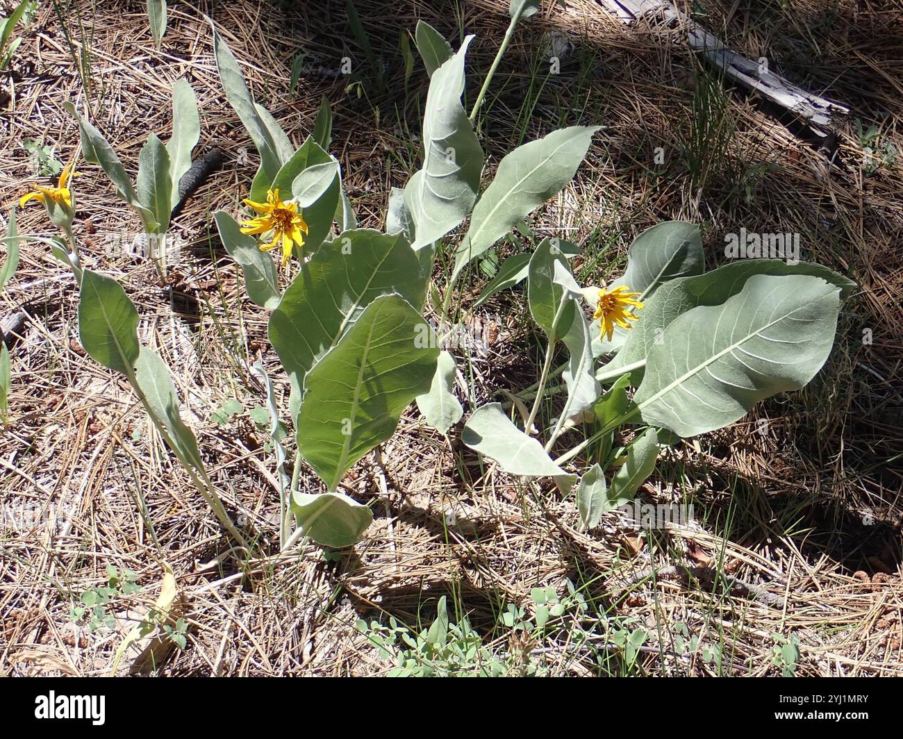 Wyethia mollis hi-res stock photography and images - Alamy