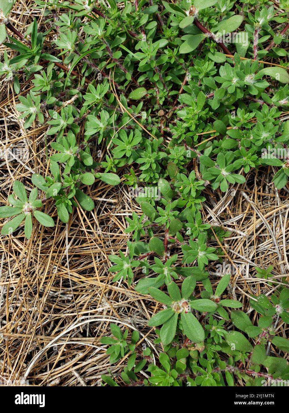 Paraguayan Purslane (Portulaca amilis Stock Photo - Alamy