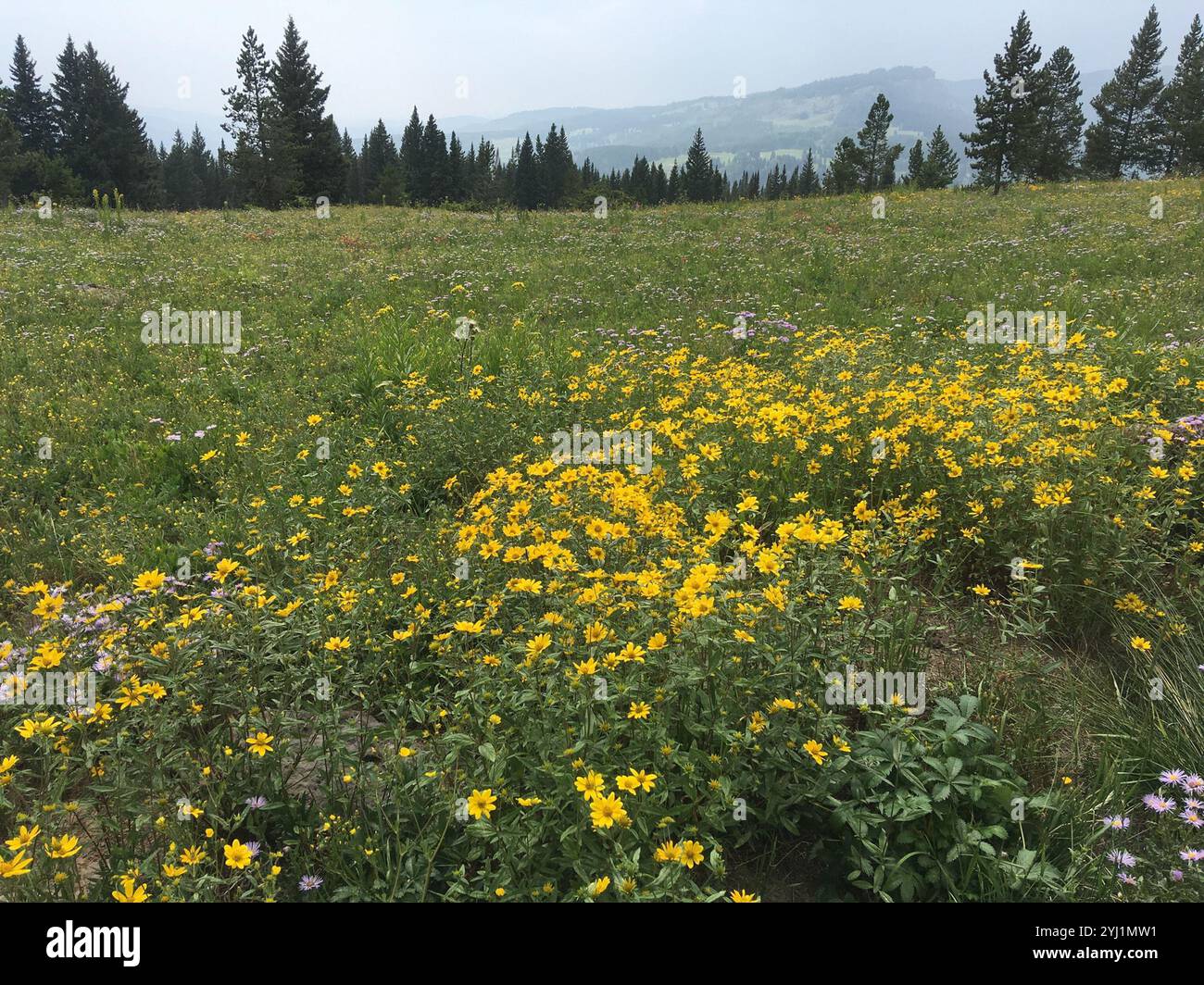Showy goldeneye hi-res stock photography and images - Alamy