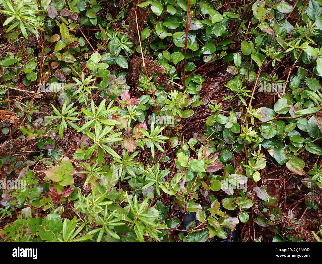 Bog Labrador Tea (Rhododendron groenlandicum Stock Photo - Alamy