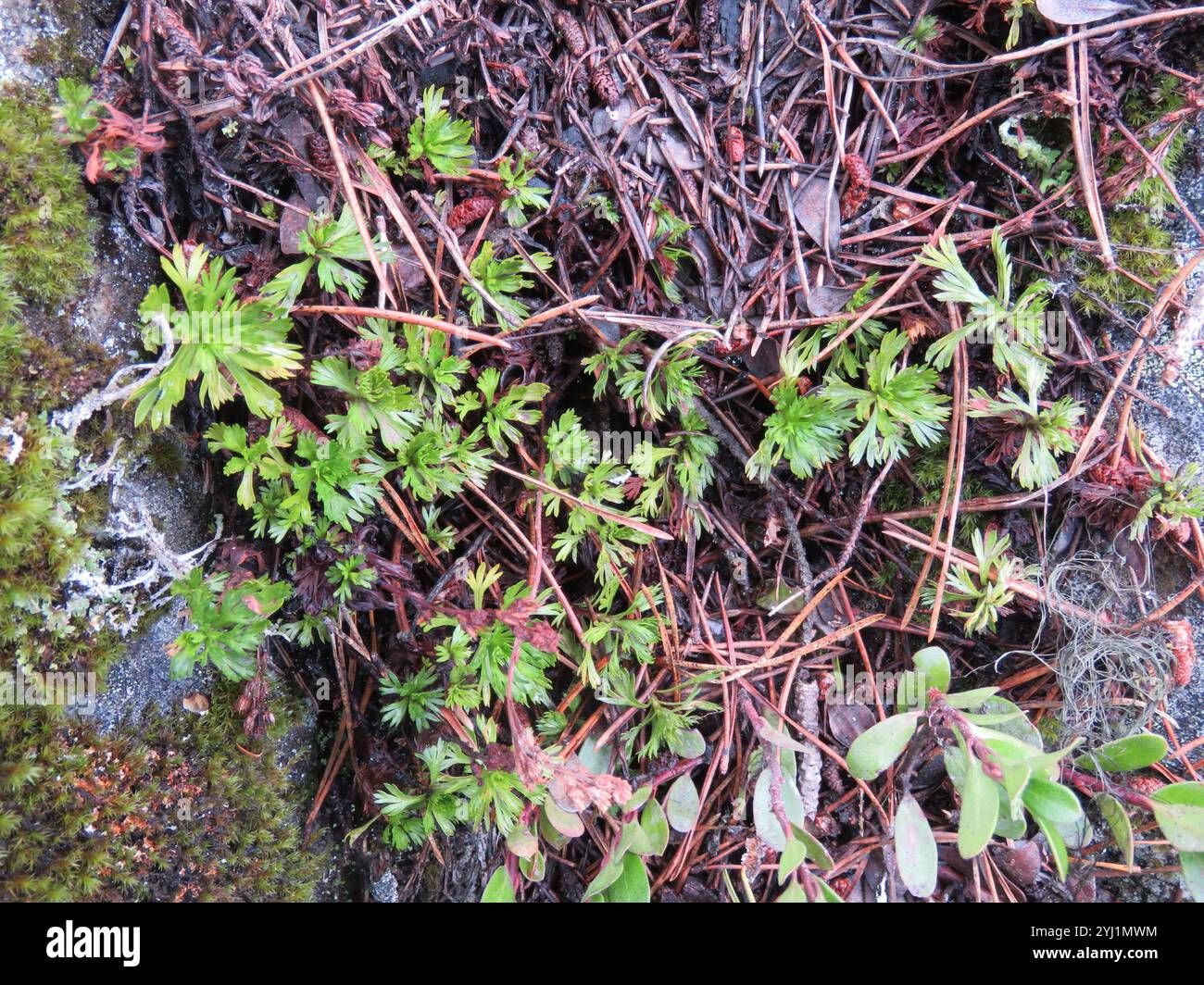 Partridgefoot (Luetkea pectinata Stock Photo - Alamy