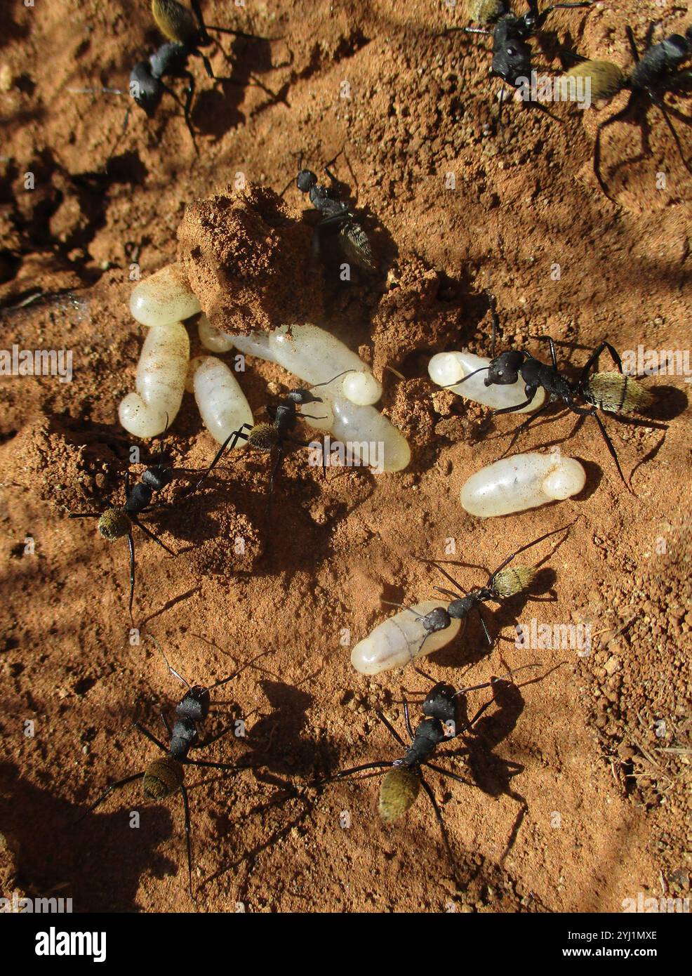 Balbyter ant hi-res stock photography and images - Alamy