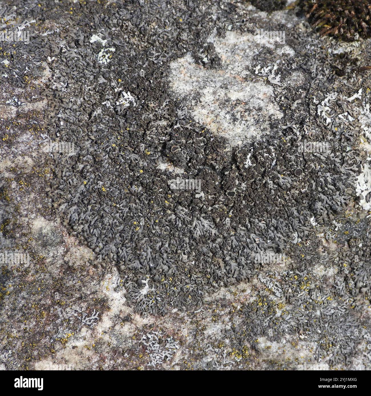 Dark Shadow Lichen (Phaeophyscia sciastra Stock Photo - Alamy