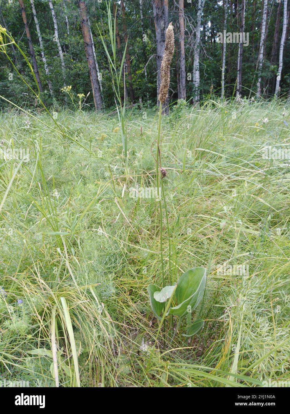 Plantago maxima hi-res stock photography and images - Alamy