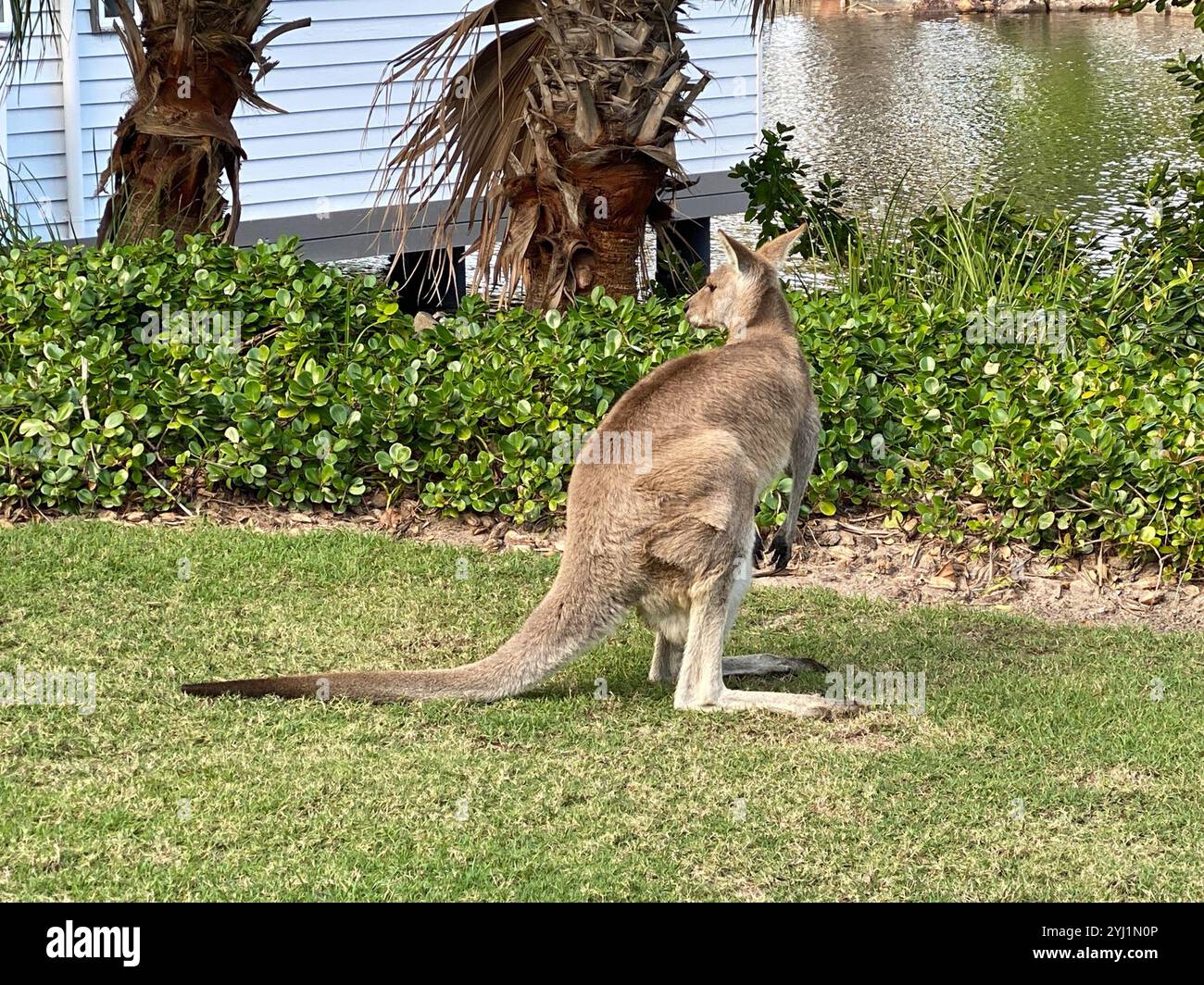Eastern Grey Kangaroo (Macropus giganteus Stock Photo - Alamy