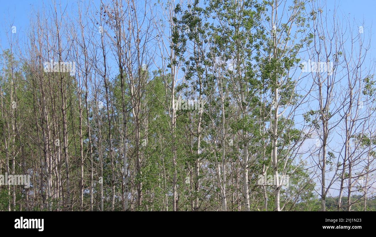 trembling aspen (Populus tremuloides Stock Photo - Alamy