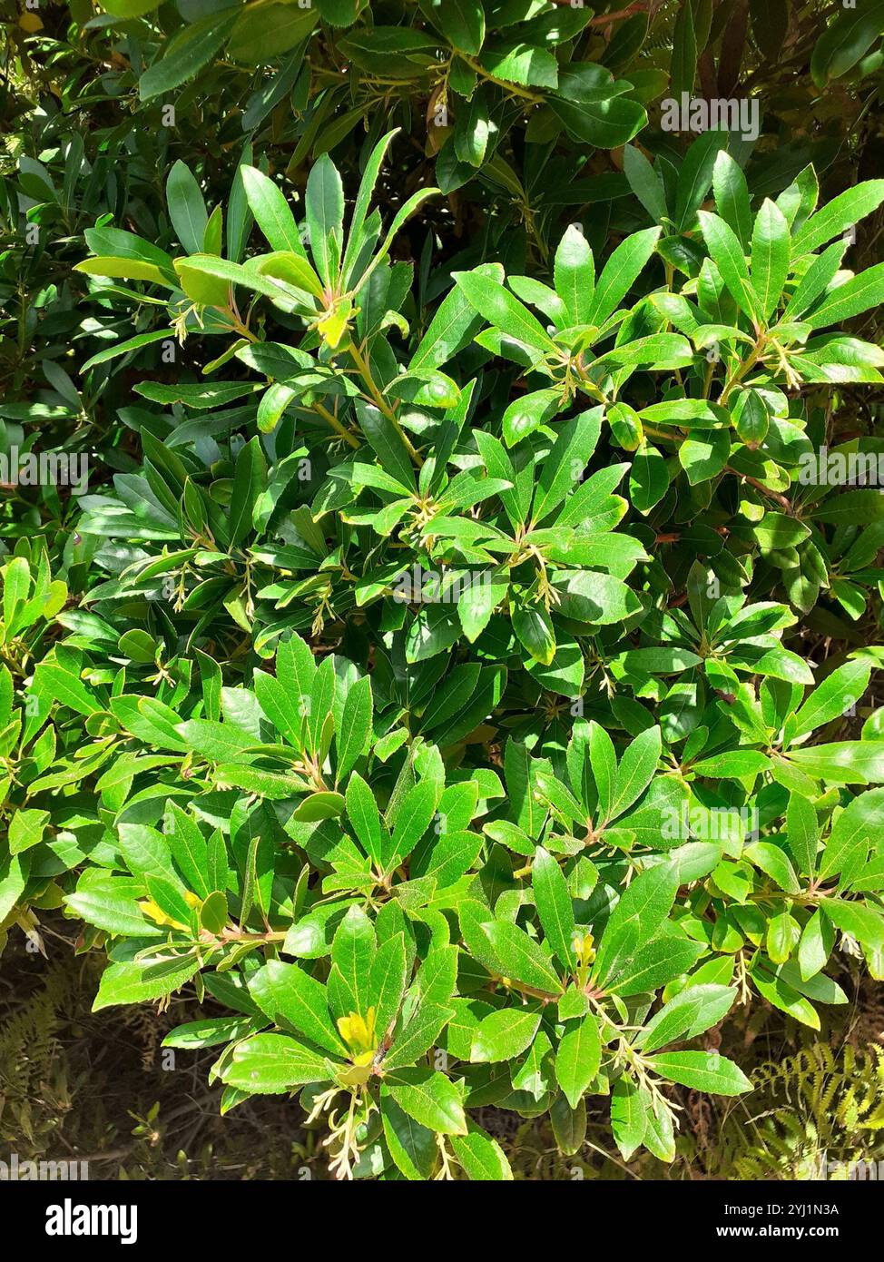 strawberry tree (Arbutus unedo Stock Photo - Alamy