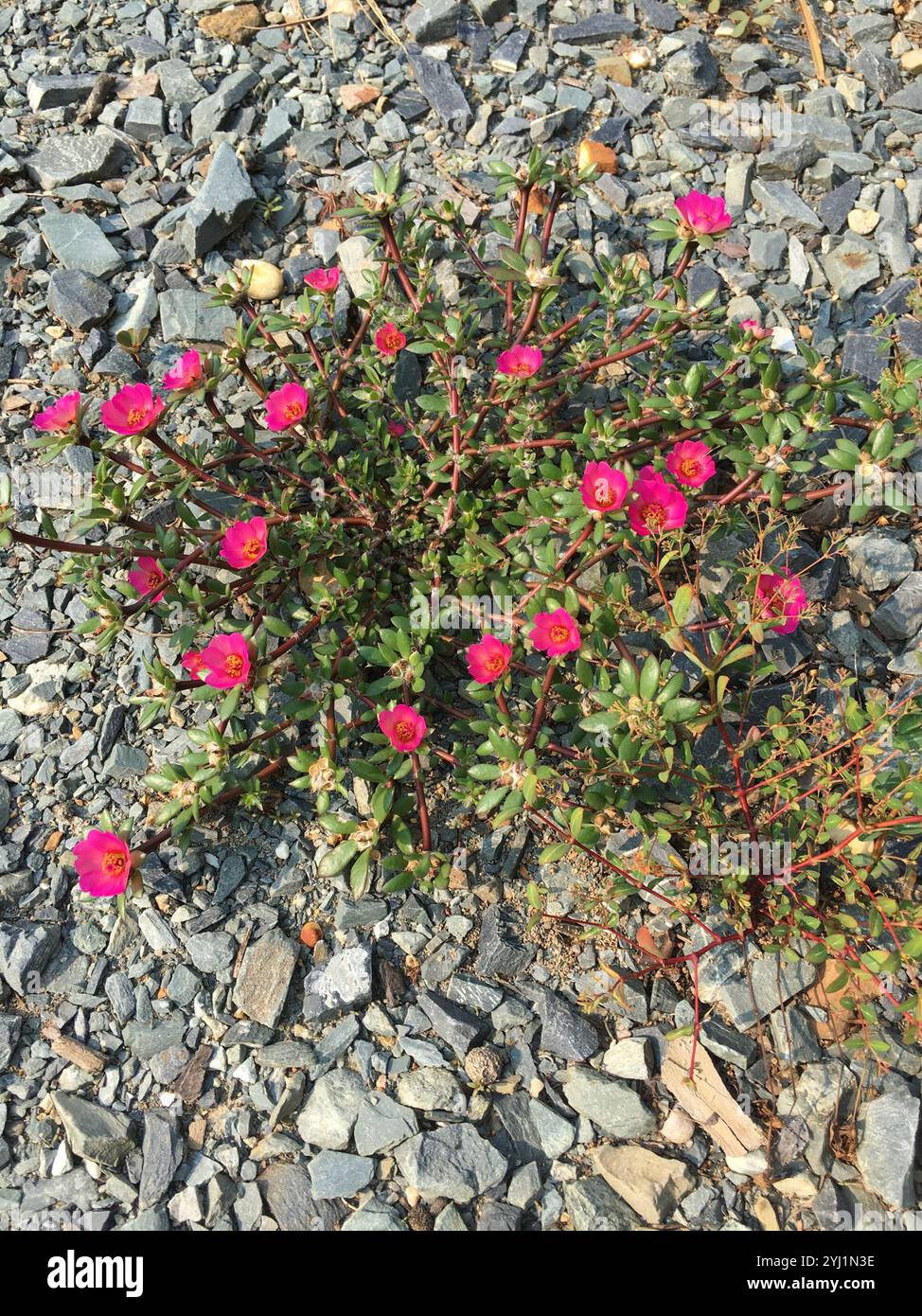 Paraguayan Purslane (Portulaca amilis Stock Photo - Alamy