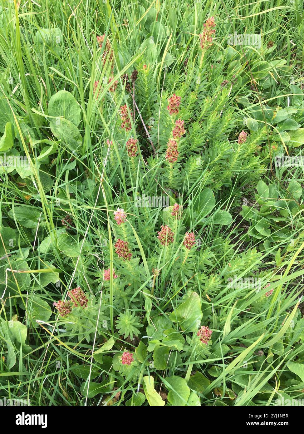Queen's Crown (Rhodiola rhodantha Stock Photo - Alamy
