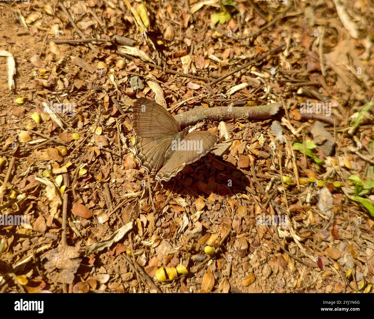 Paeon hi-res stock photography and images - Alamy