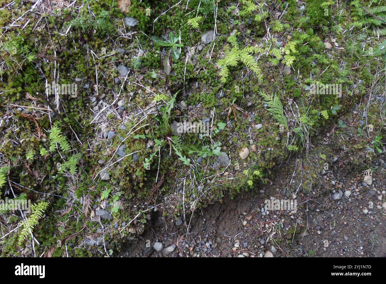 Wall Lettuce (Mycelis muralis Stock Photo - Alamy