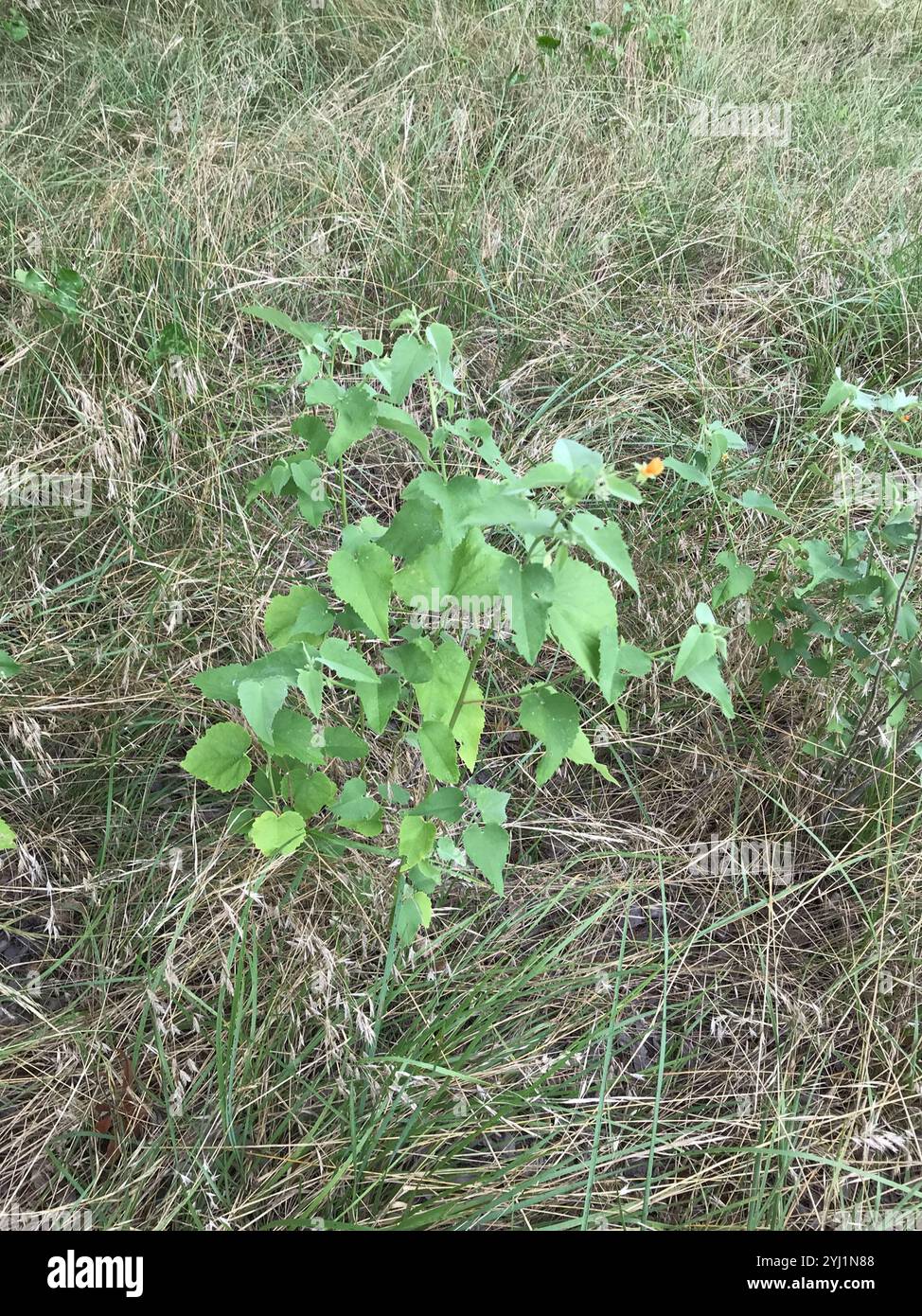sweet Indian Mallow (Abutilon fruticosum Stock Photo - Alamy
