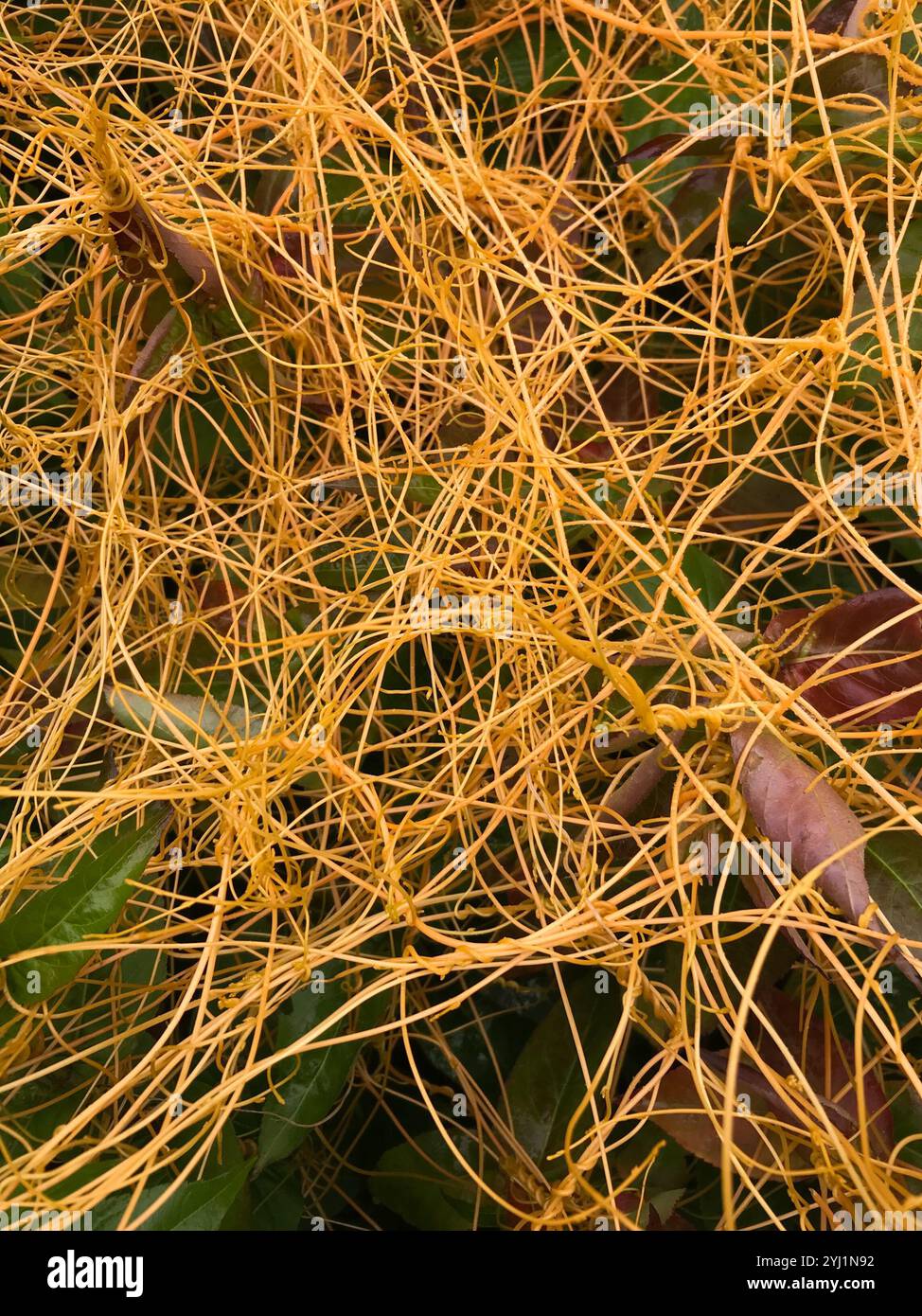 Field Dodder (Cuscuta campestris Stock Photo - Alamy