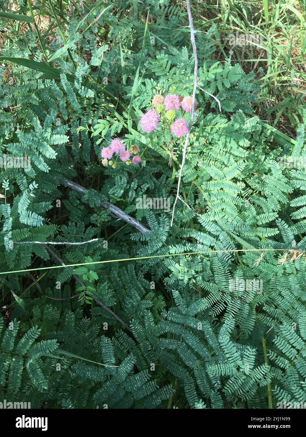 sensitive plants (Mimosa Stock Photo - Alamy
