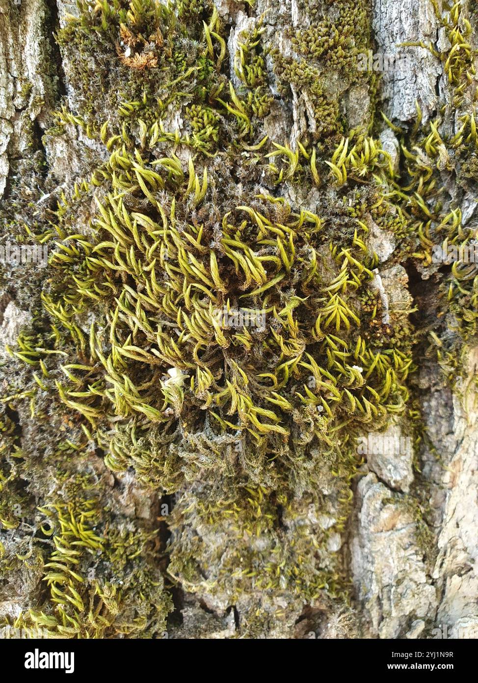 squirrel-tail moss (Leucodon sciuroides Stock Photo - Alamy