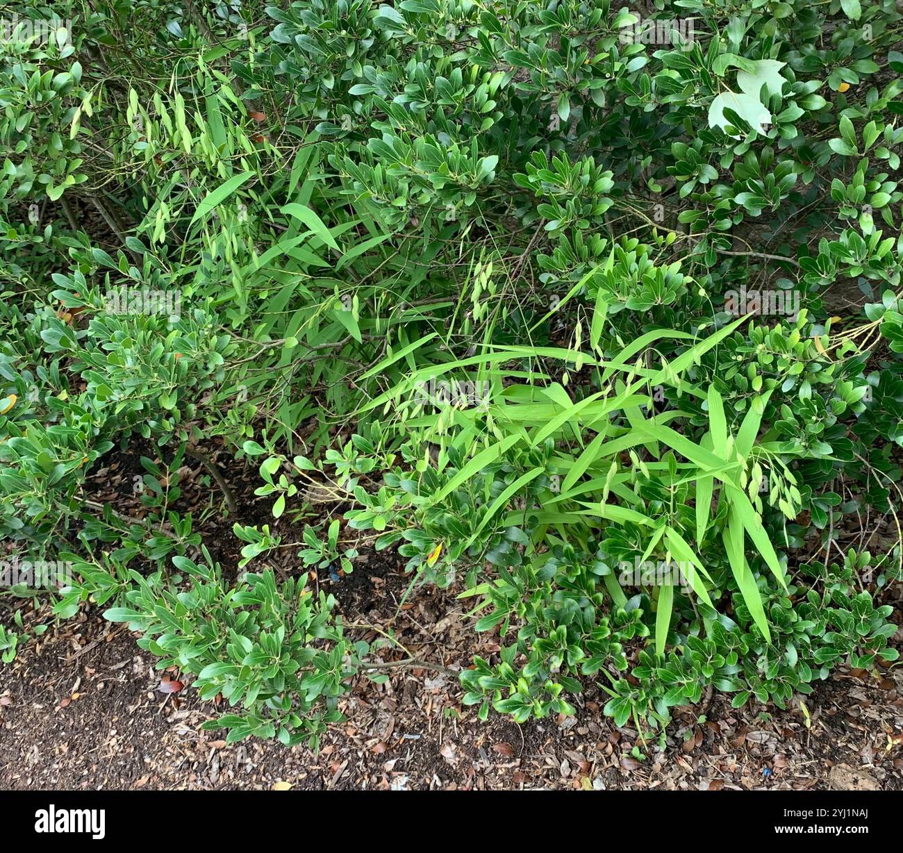 inland wood oats (Chasmanthium latifolium Stock Photo - Alamy