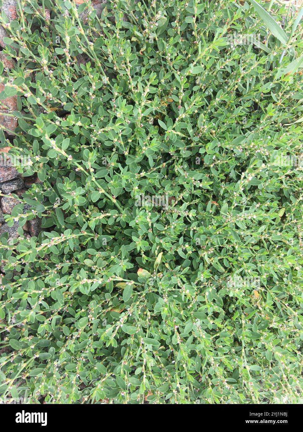 Common Knotgrass Complex (Polygonum aviculare Stock Photo - Alamy Common Knotgrass Complex (Polygonum aviculare Stock Photo - Alamy