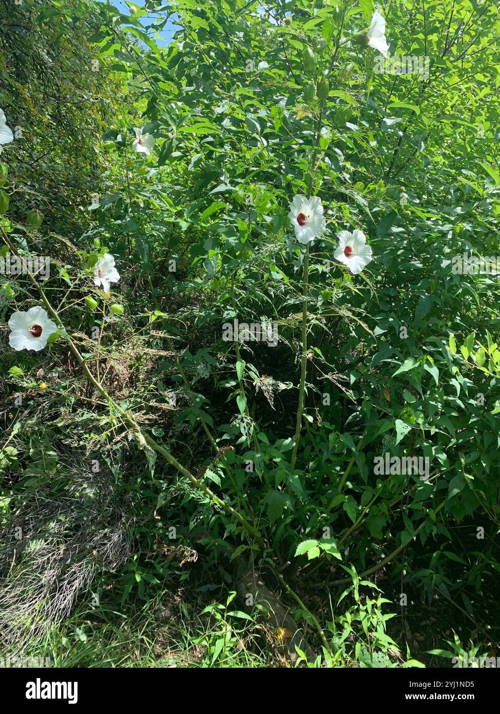 Halberd-leaf Rosemallow (Hibiscus laevis Stock Photo - Alamy