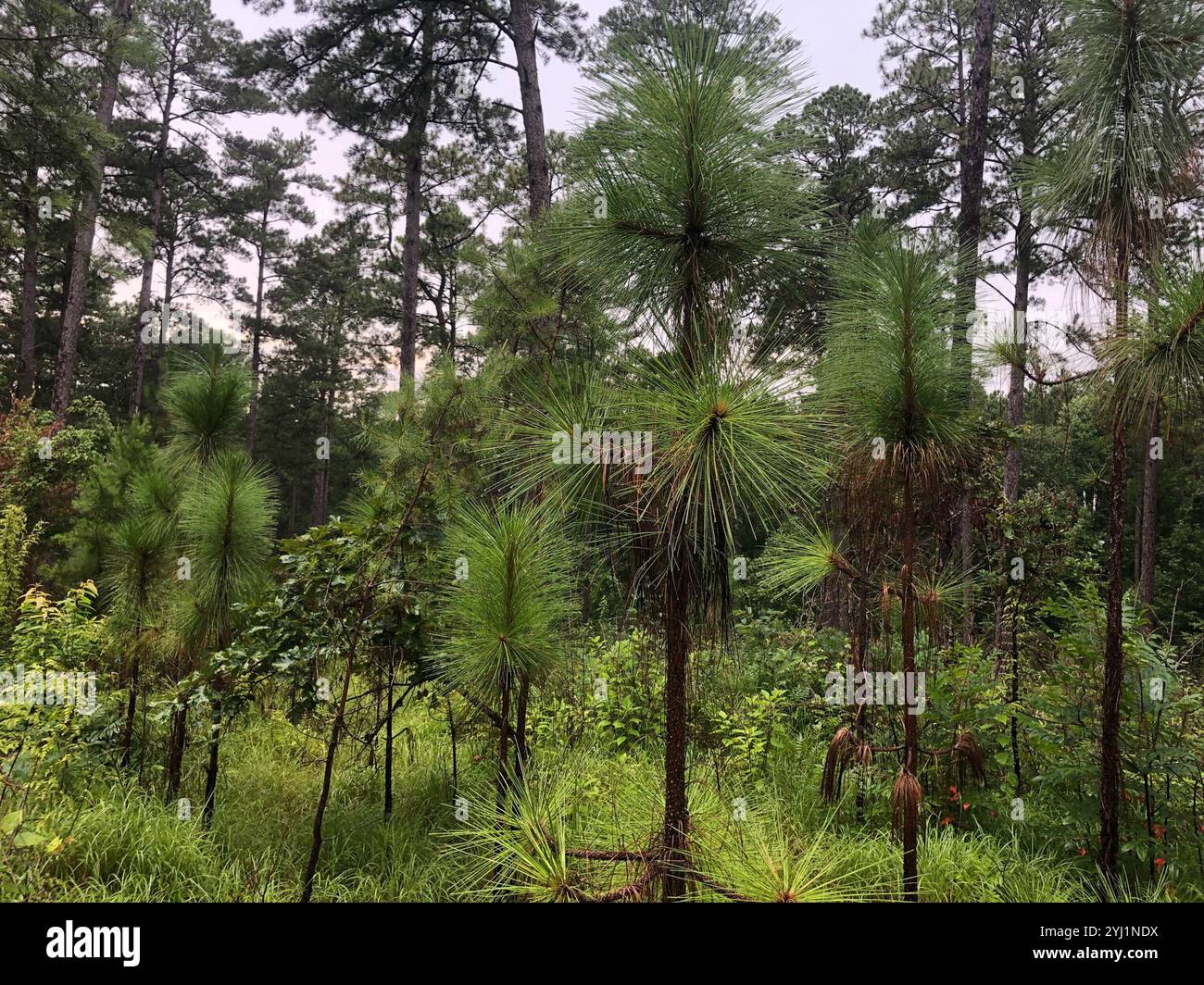 longleaf pine (Pinus palustris Stock Photo - Alamy