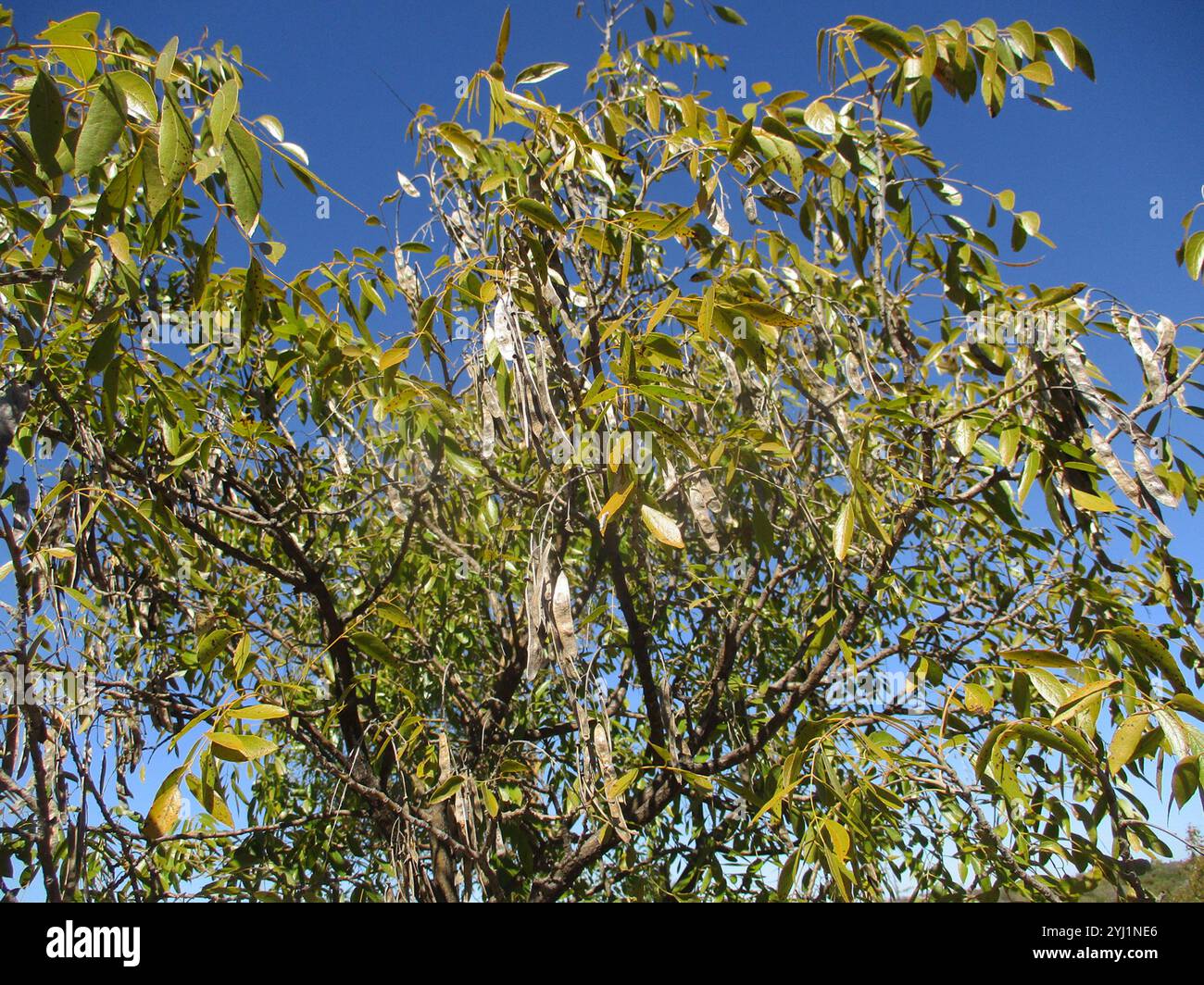 Tree-wisteria (Bolusanthus speciosus Stock Photo - Alamy