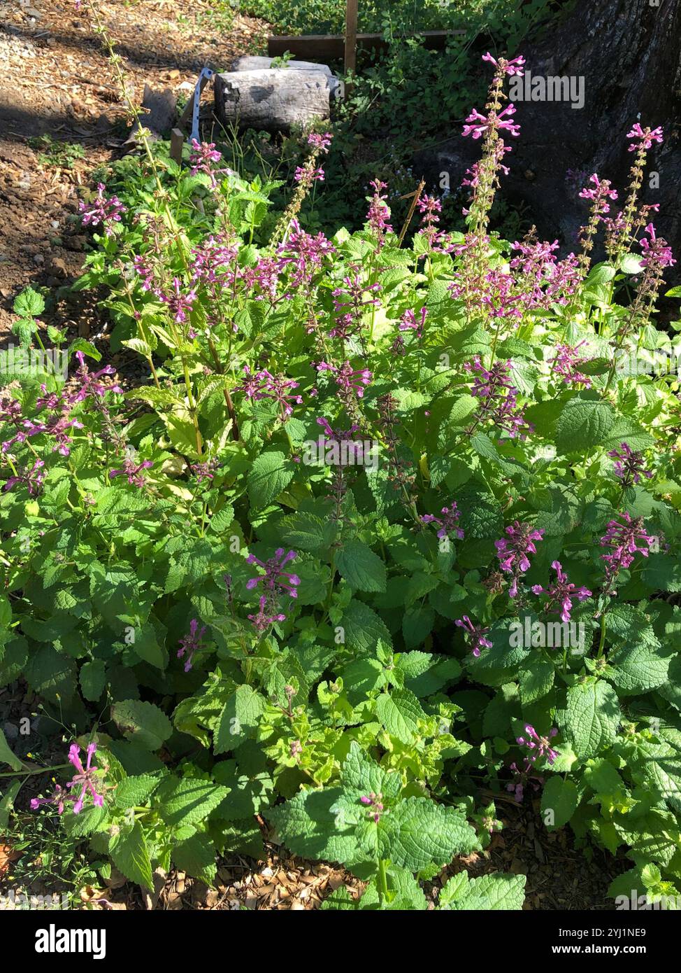 Coastal Hedge-nettle (Stachys chamissonis Stock Photo - Alamy