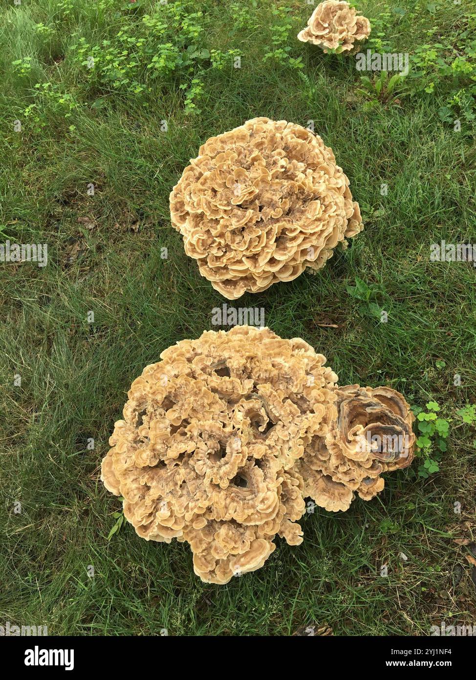 Black-staining Polypore (Meripilus sumstinei Stock Photo - Alamy