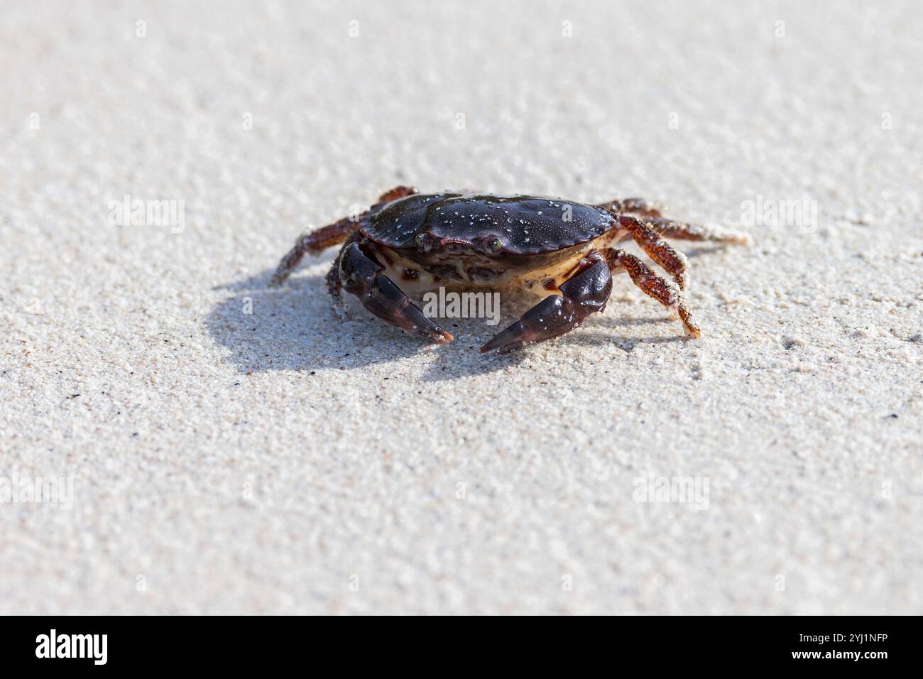 Juvenile Edible crab [ Cancer pagurus ] on sand Stock Photo - Alamy